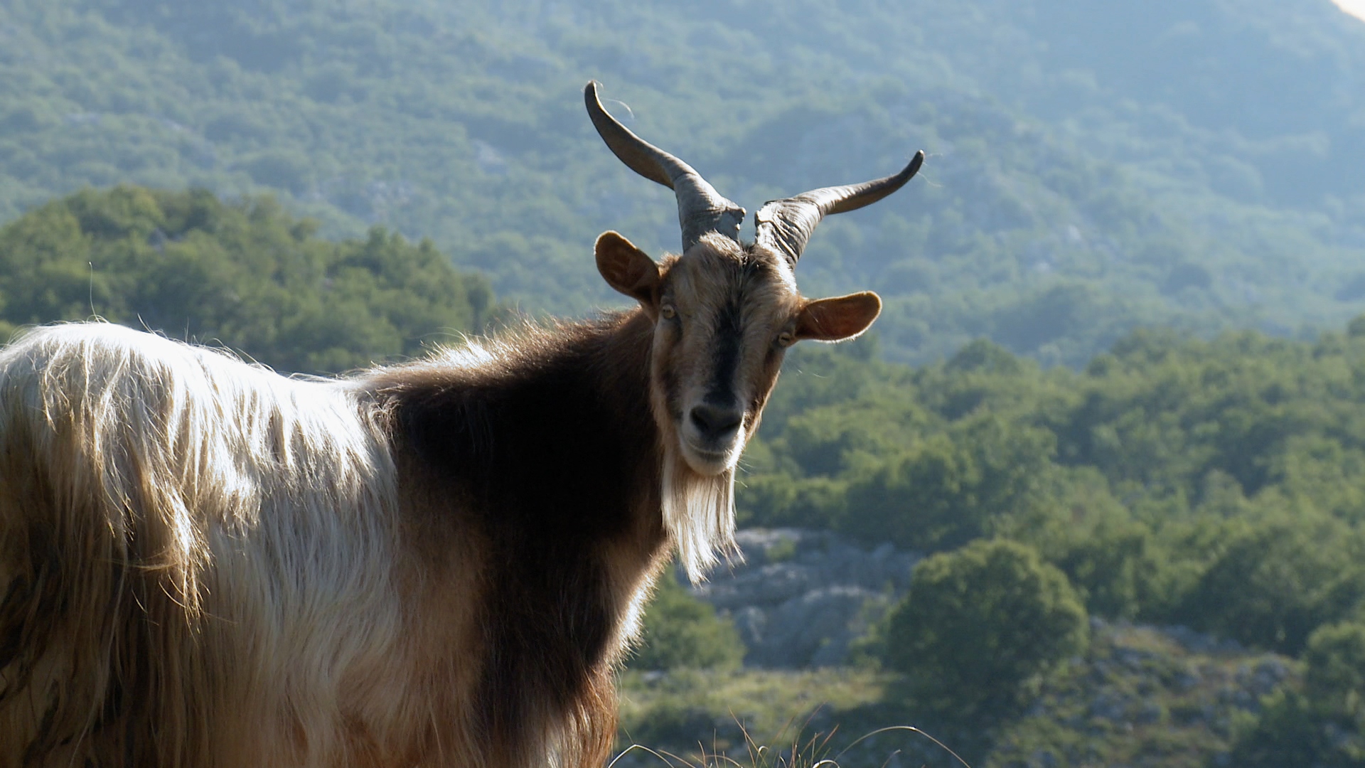 Ehoa | Trento Film Festival