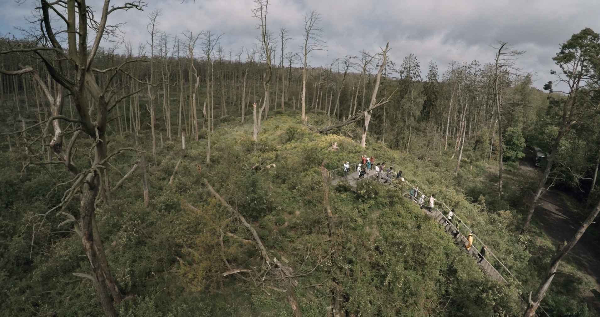 Acid Forest | Trento Film Festival